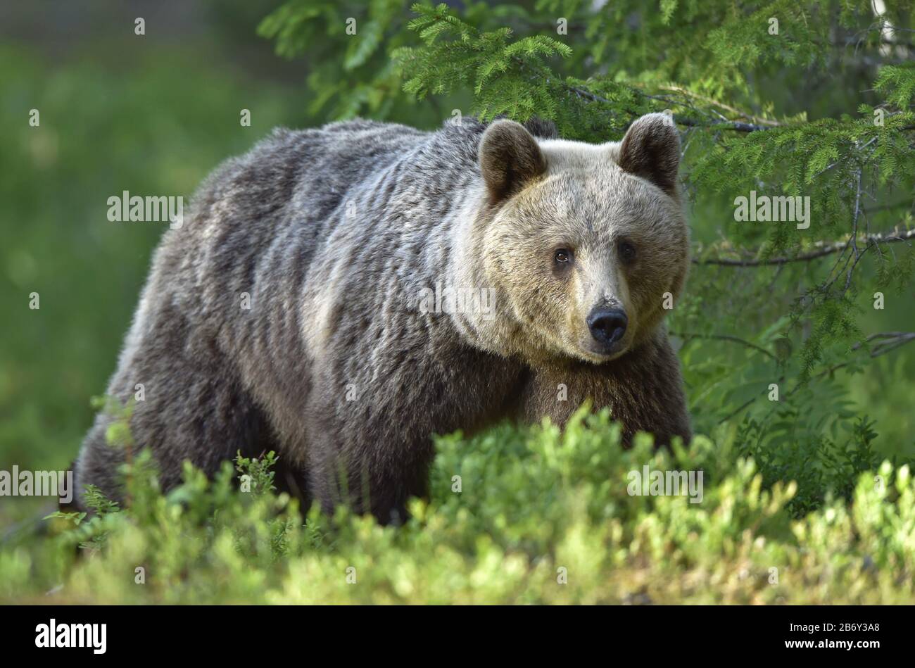 Brown bear in the summer forest. Scientific name: Ursus arctos. Natural ...