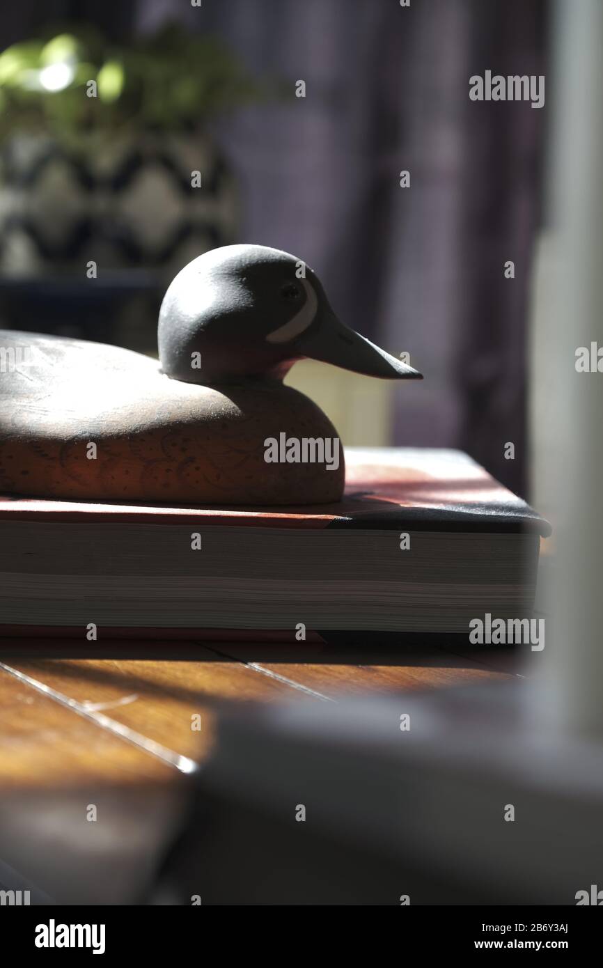 Relaxed duck hi-res stock photography and images - Alamy