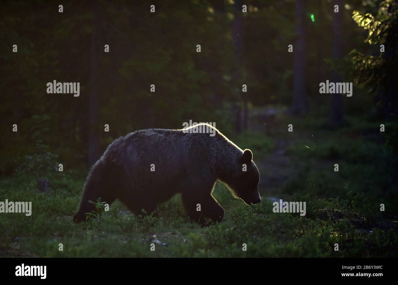 Back lit animals hi-res stock photography and images - Alamy