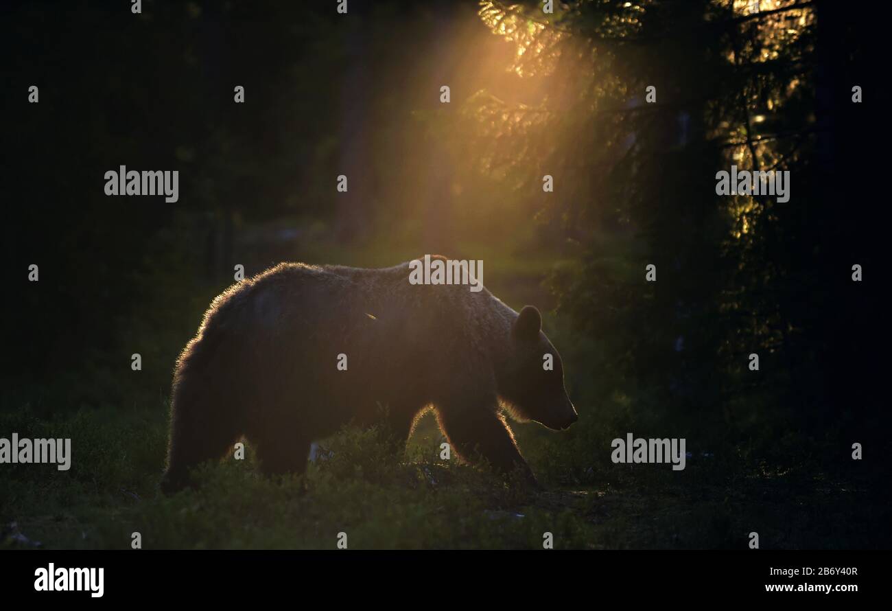 Back lit animals hi-res stock photography and images - Alamy