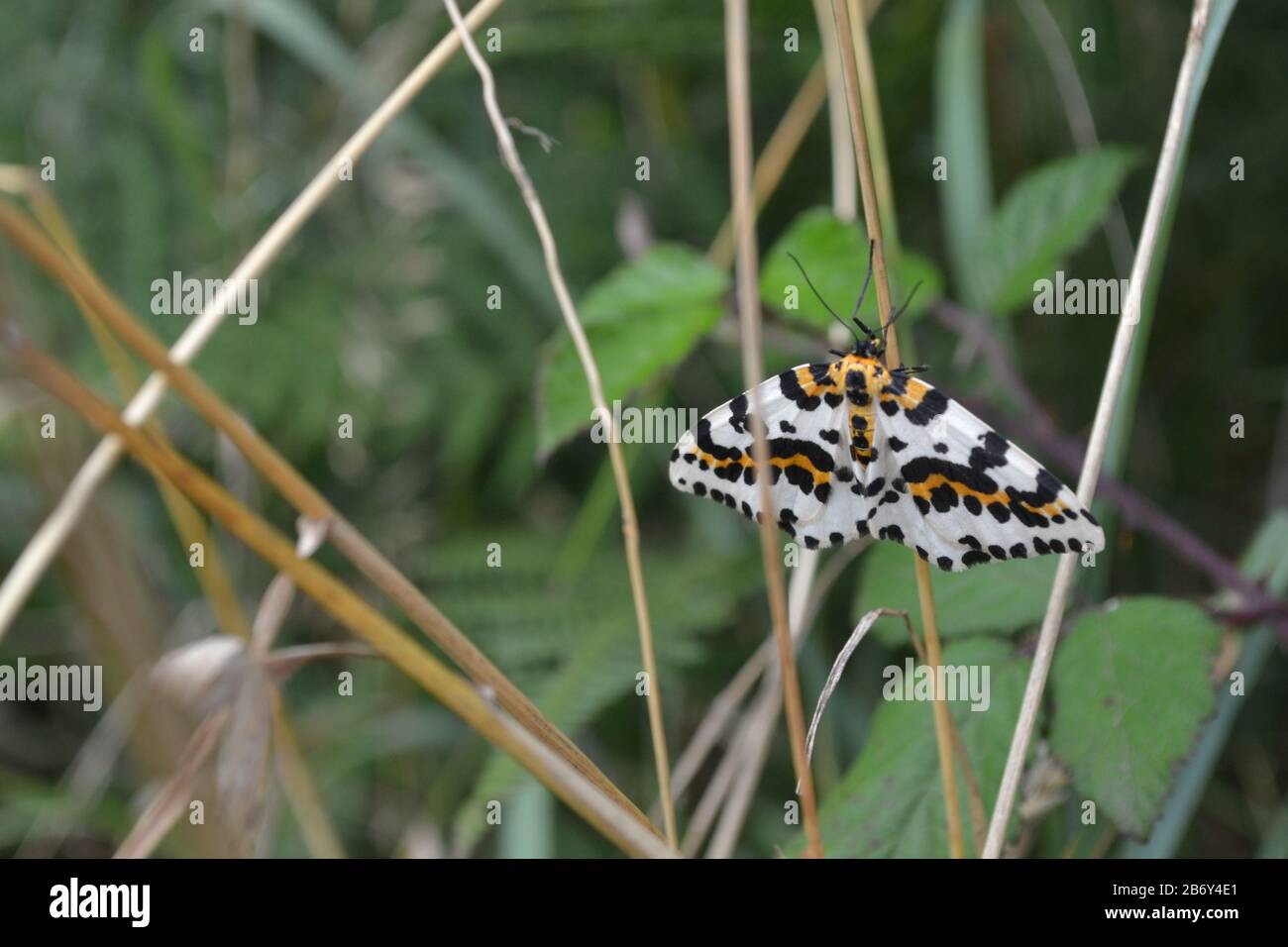 British magpie moth hi-res stock photography and images - Alamy