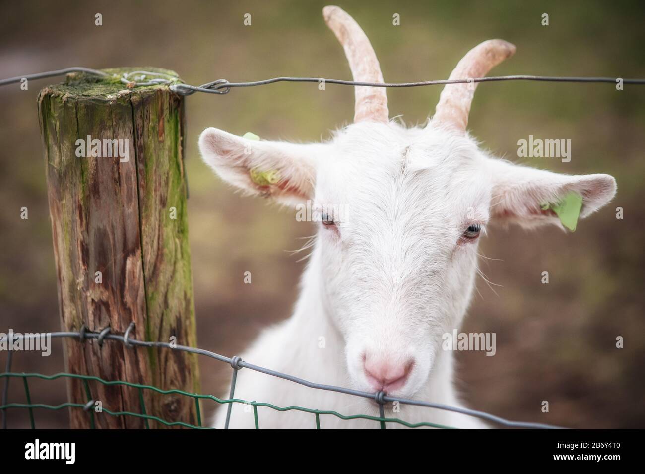 Goat without horns hi-res stock photography and images - Alamy