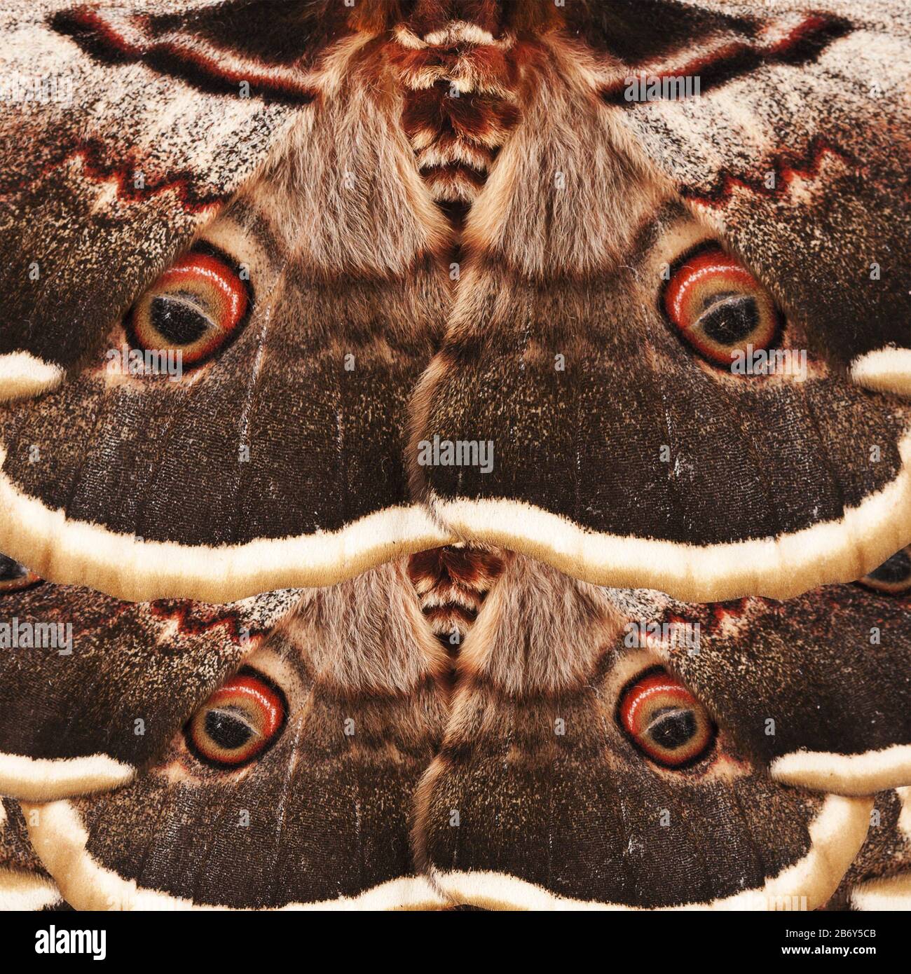 Brown butterfly wings pattern. Natural animal background ...