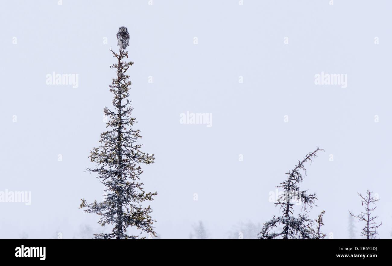 Lonely hawk owl at the top of a tree in snowy forest, Finland's Lapland ...