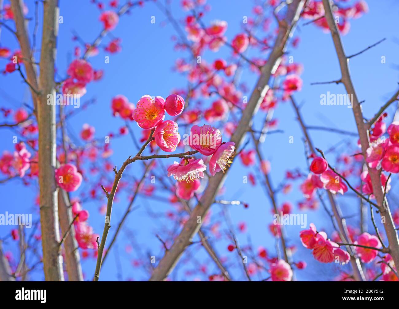 Pink flower blooms of the Japanese ume apricot tree, prunus mume Stock ...