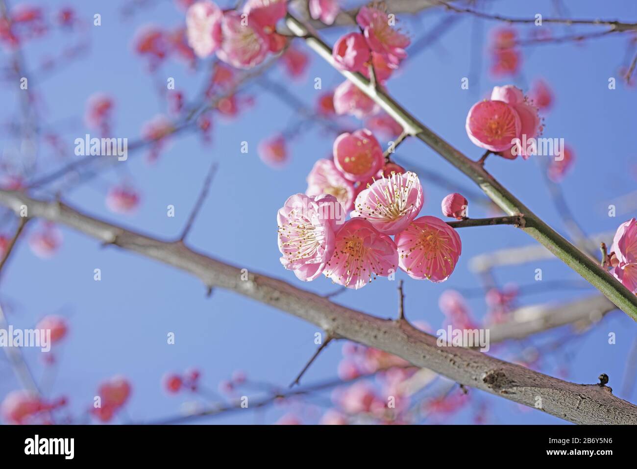 Pink flower blooms of the Japanese ume apricot tree, prunus mume Stock ...
