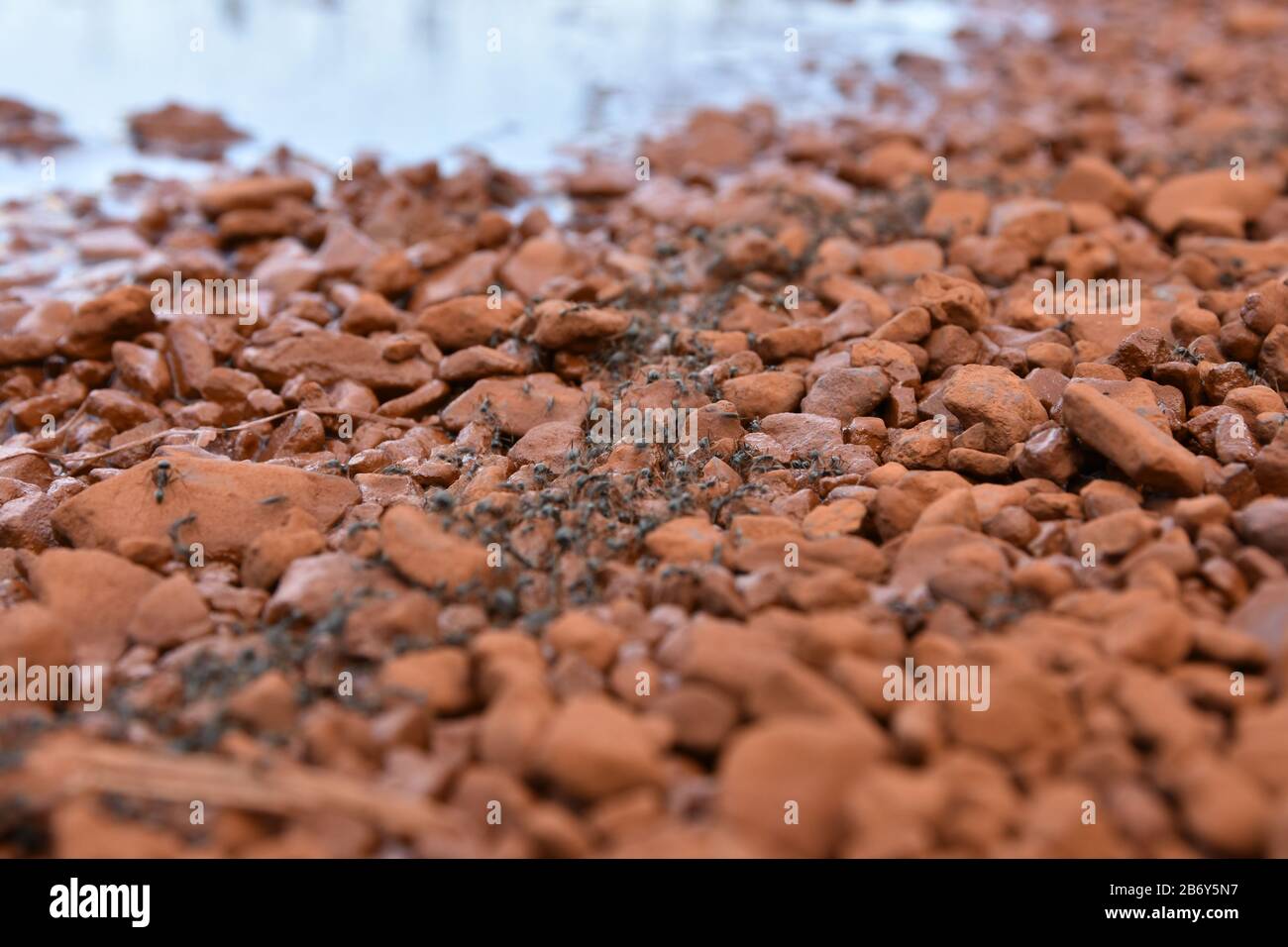 Marching ants hi-res stock photography and images - Alamy