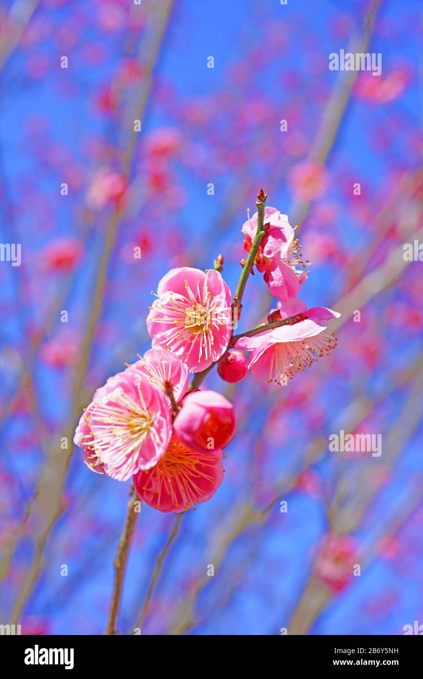 Pink flower blooms of the Japanese ume apricot tree, prunus mume Stock ...