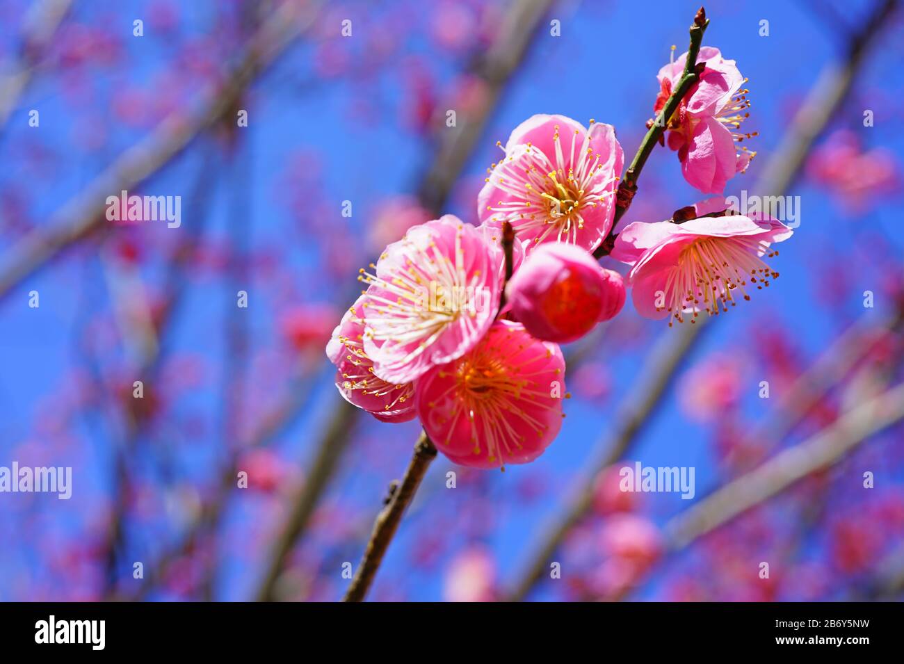 Pink flower blooms of the Japanese ume apricot tree, prunus mume Stock ...