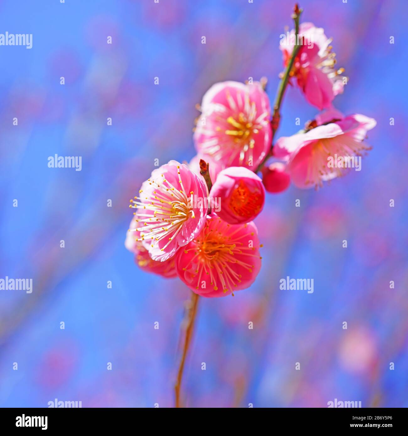 Pink flower blooms of the Japanese ume apricot tree, prunus mume Stock ...
