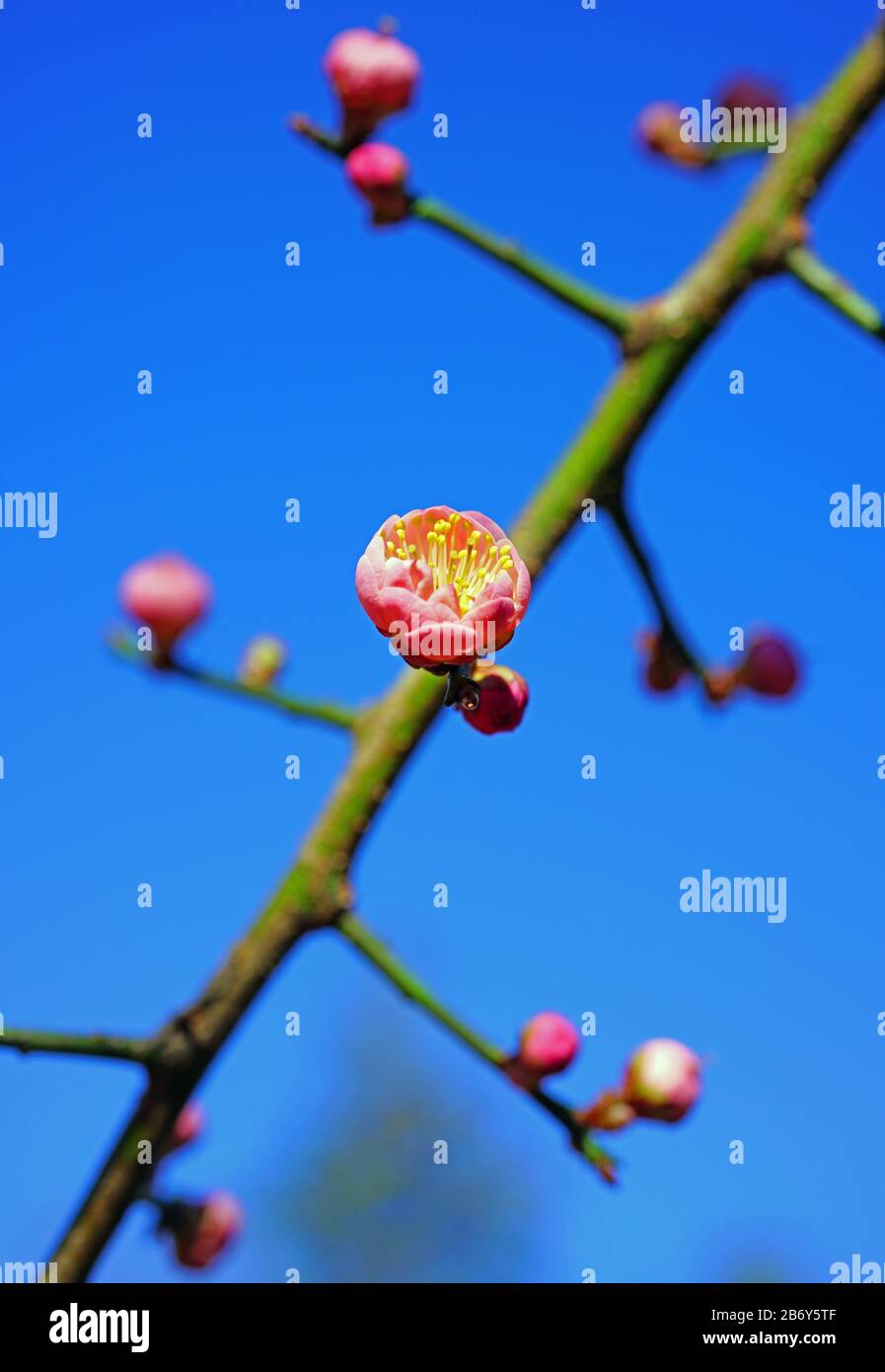 Pink flower blooms of the Japanese ume apricot tree, prunus mume Stock ...