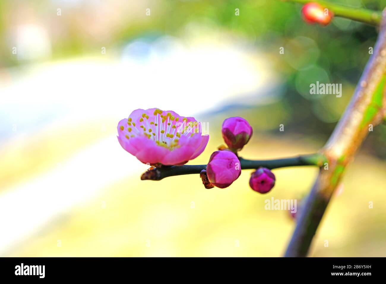 Pink flower blooms of the Japanese ume apricot tree, prunus mume Stock ...