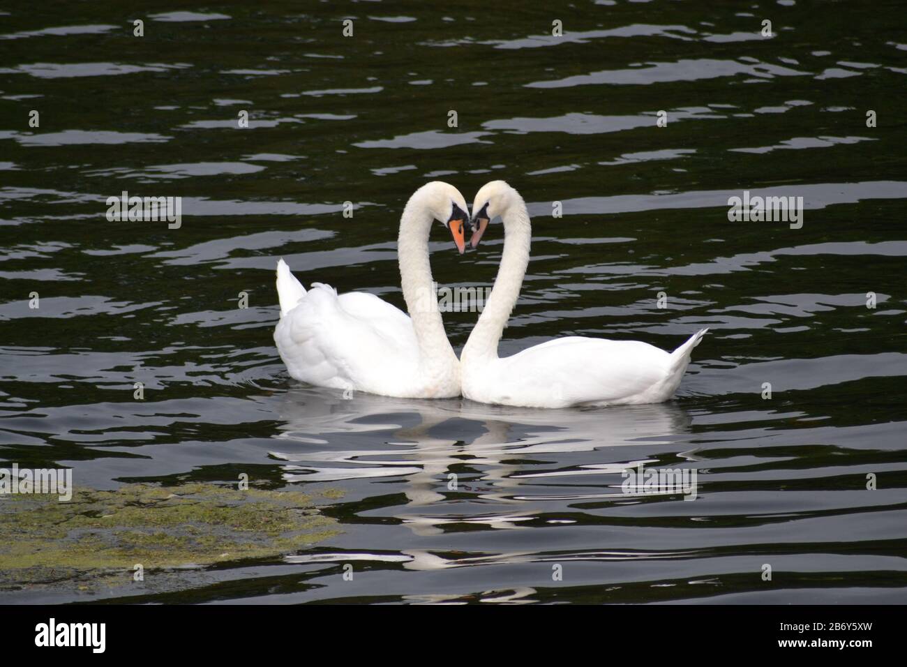 Swans making a heart shape Stock Photo - Alamy