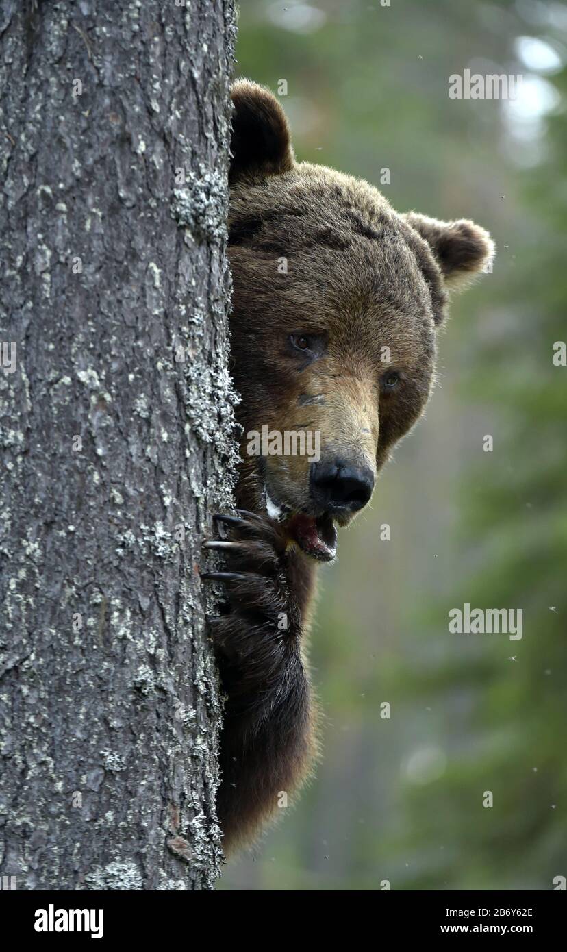 The bear is hiding behind a tree. Portrait close-up. Big Adult Male of ...