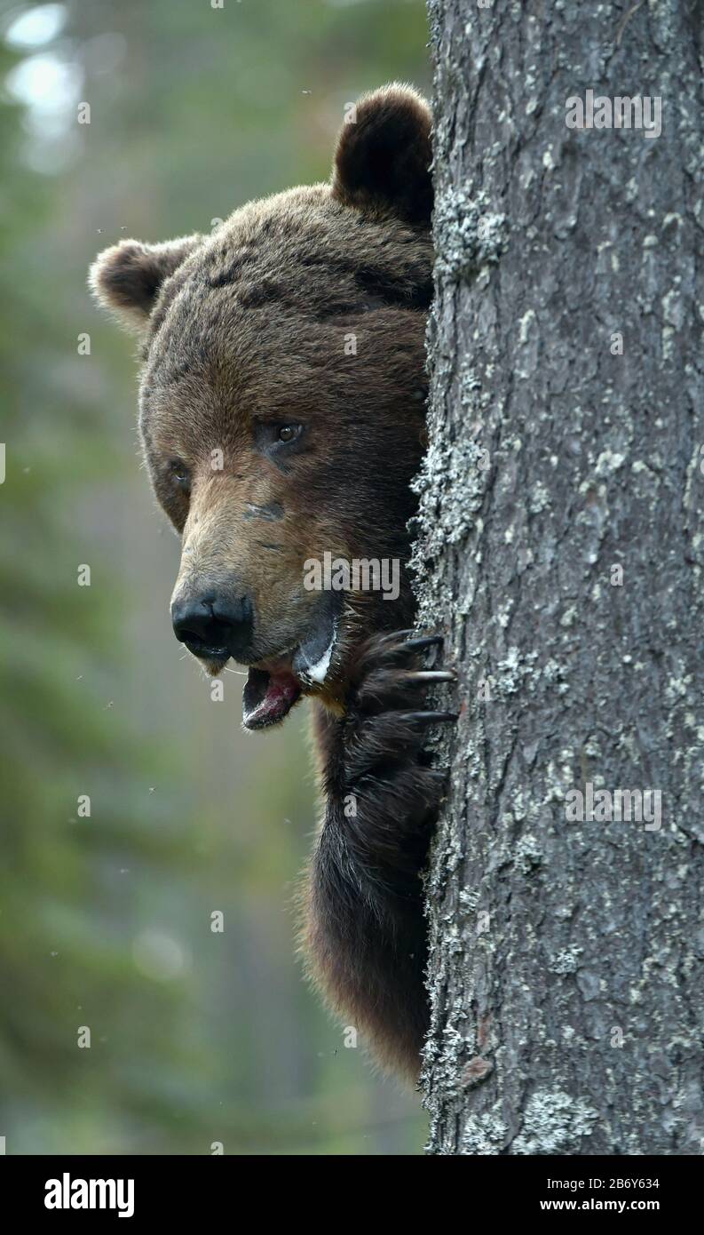 The bear is hiding behind a tree. Portrait close-up. Big Adult Male of ...