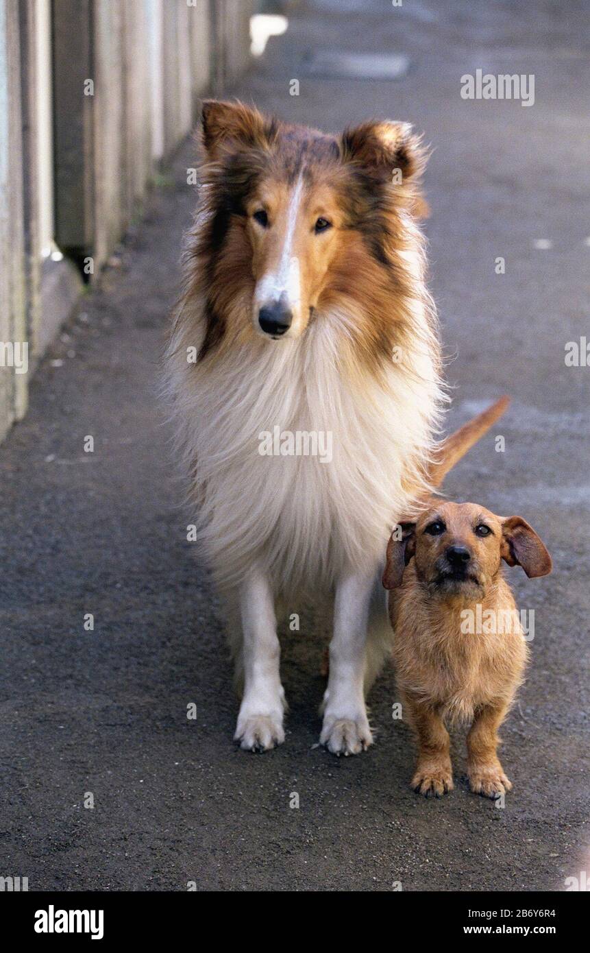 Lassie movie hi-res stock photography and images - Alamy