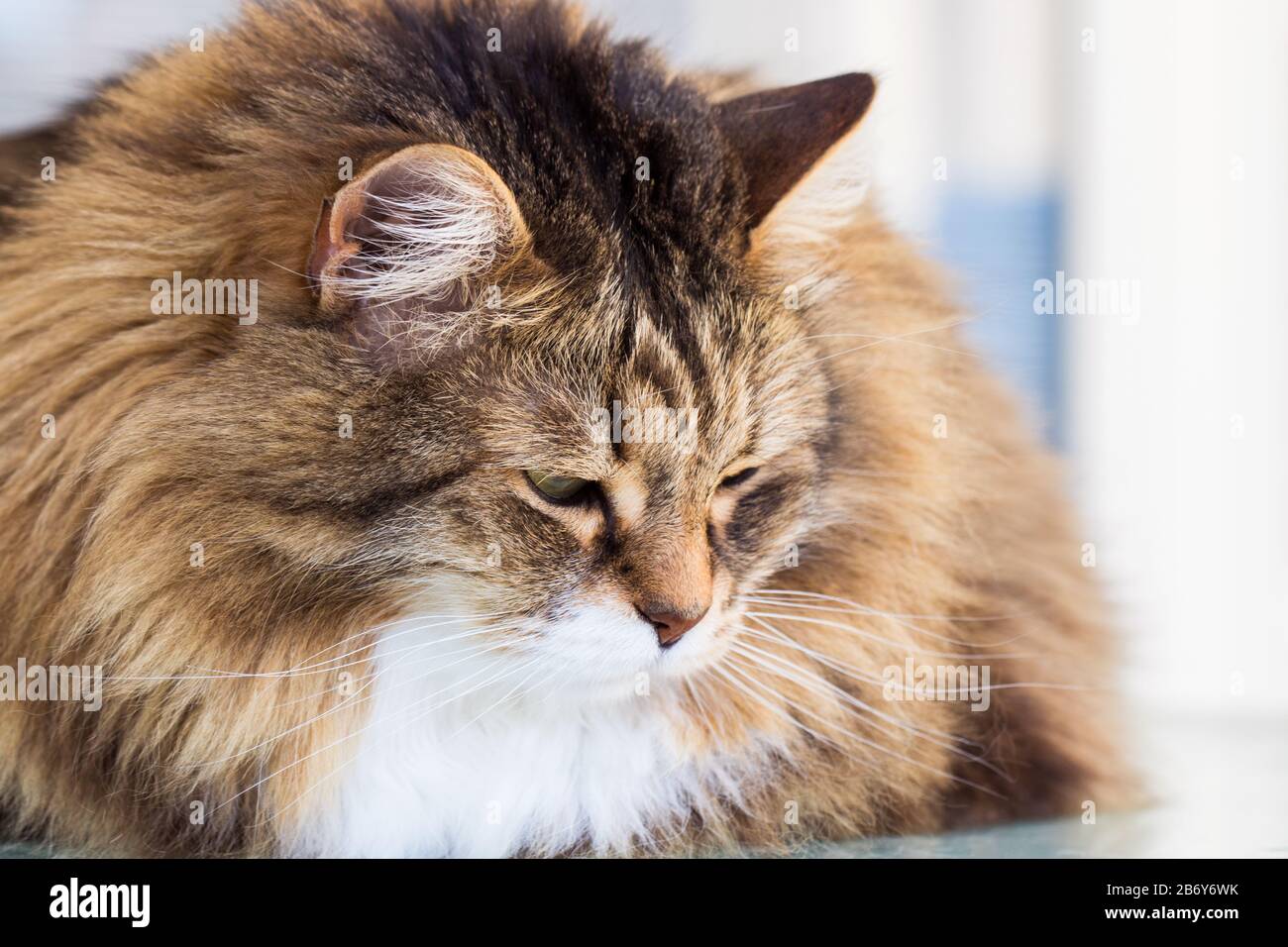 Pretty cat face in relax, siberian breed Stock Photo - Alamy