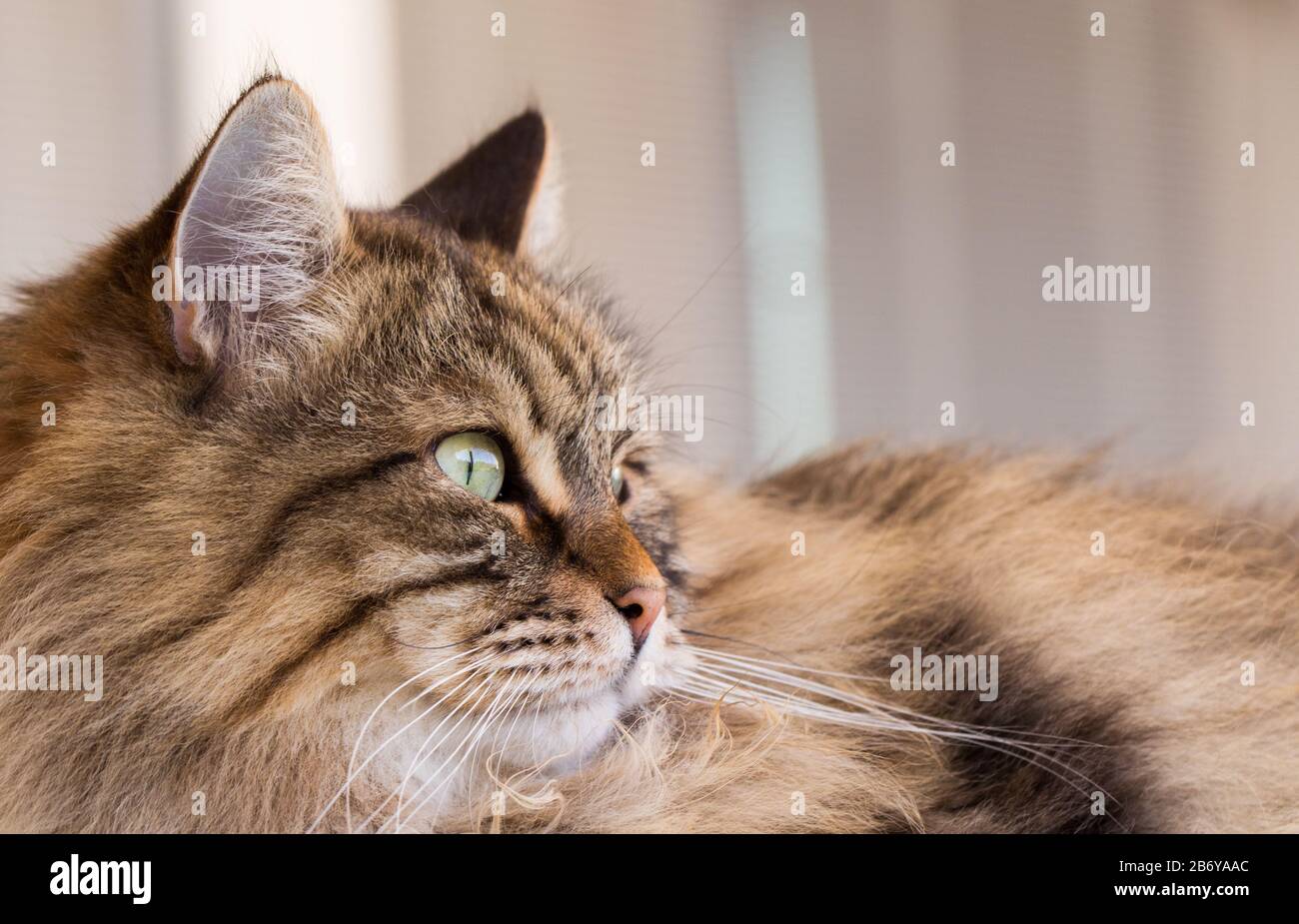 Pretty cat face in relax, siberian breed Stock Photo - Alamy