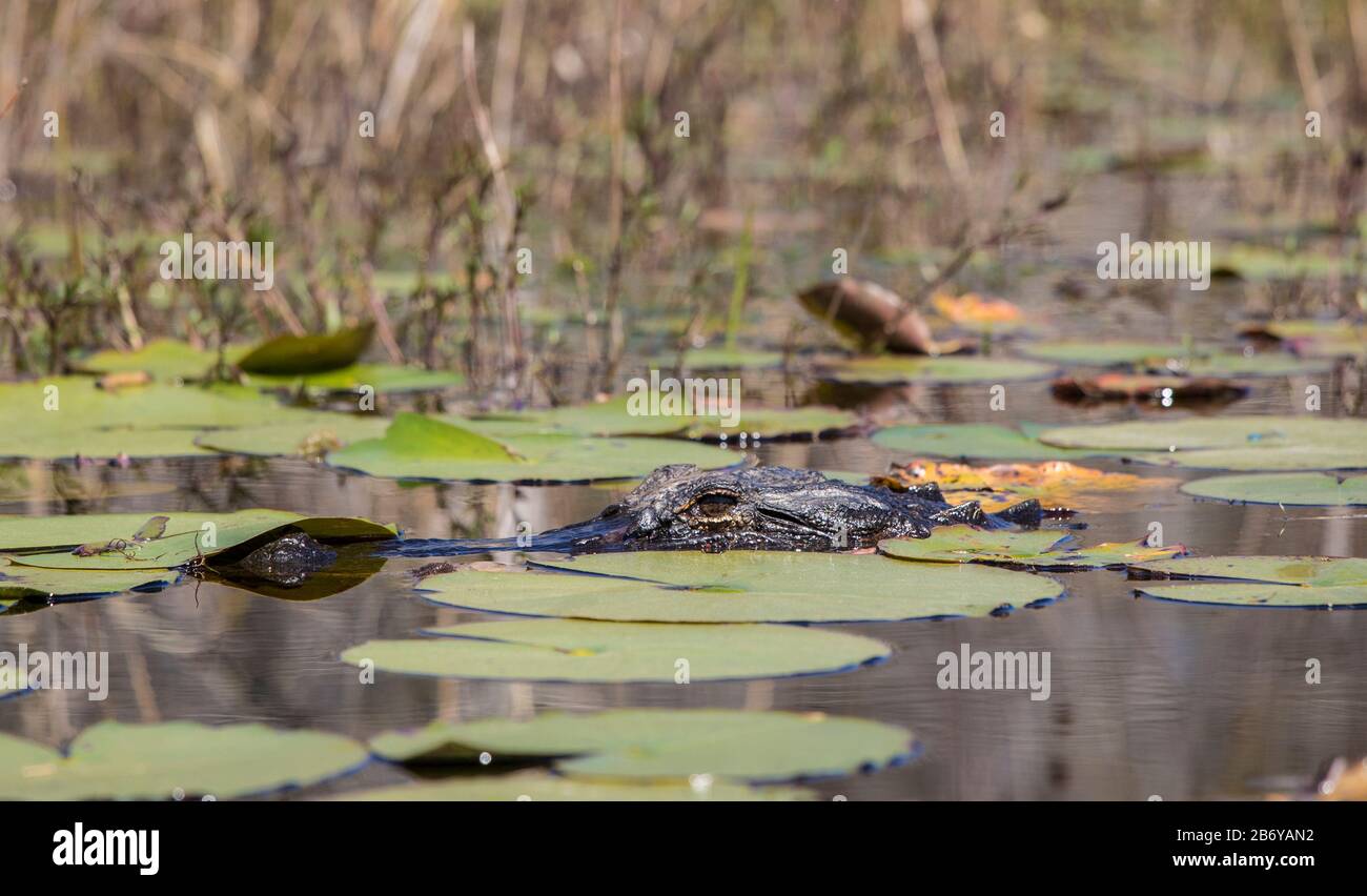 Partially submerged alligator, alligator mississippiensis, in the ...