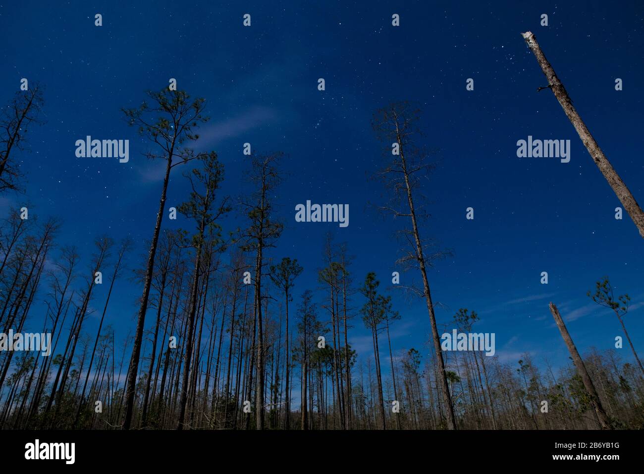Night scene in forest hi-res stock photography and images - Alamy