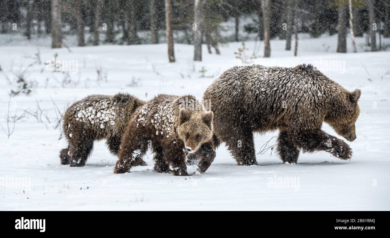 She-Bear and bear cubs on the snow. Brown bears in the winter forest ...
