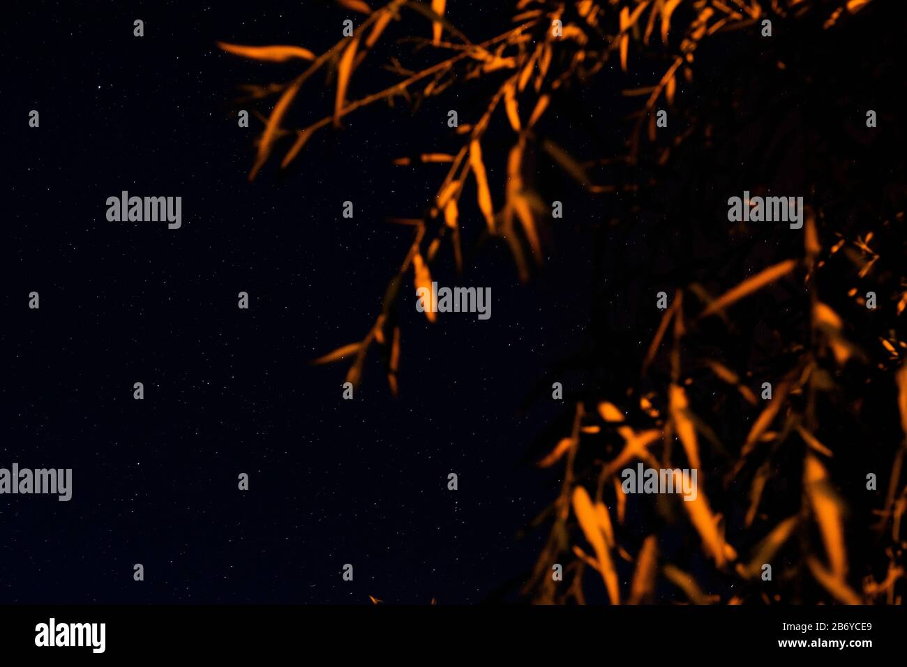 View of the night sky stars through the branches of a tree Stock Photo ...
