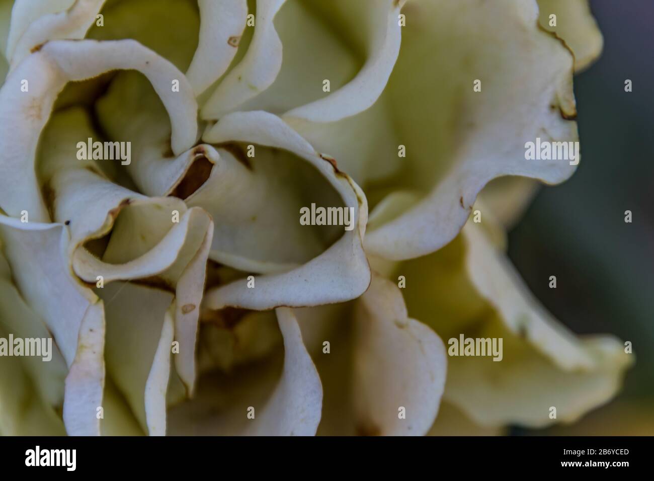 Closeup of a withering white rose Stock Photo - Alamy