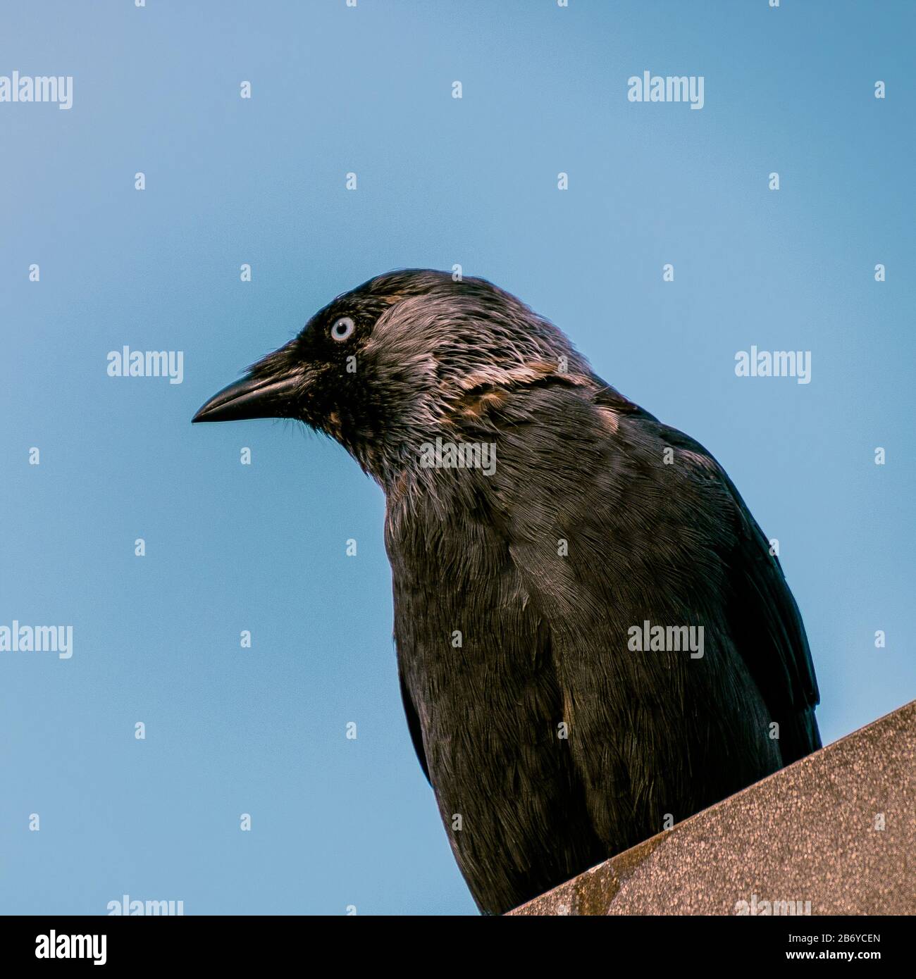 Crow landing on field hi-res stock photography and images - Alamy