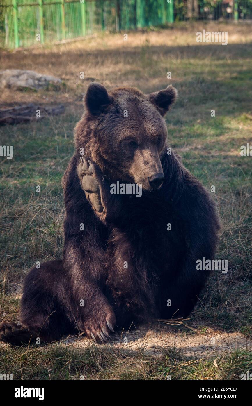 Bear scratching hi-res stock photography and images - Alamy