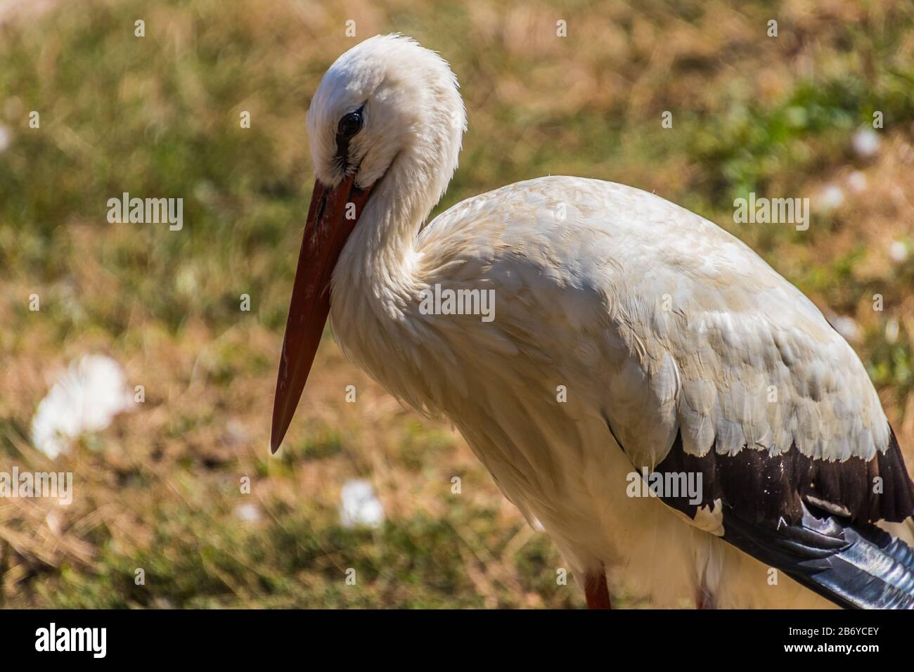 Side view of a stork sitting on the grass Stock Photo - Alamy