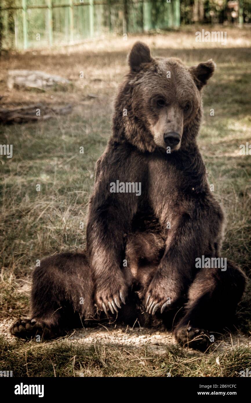 Brown bear sitting and looking upset Stock Photo - Alamy