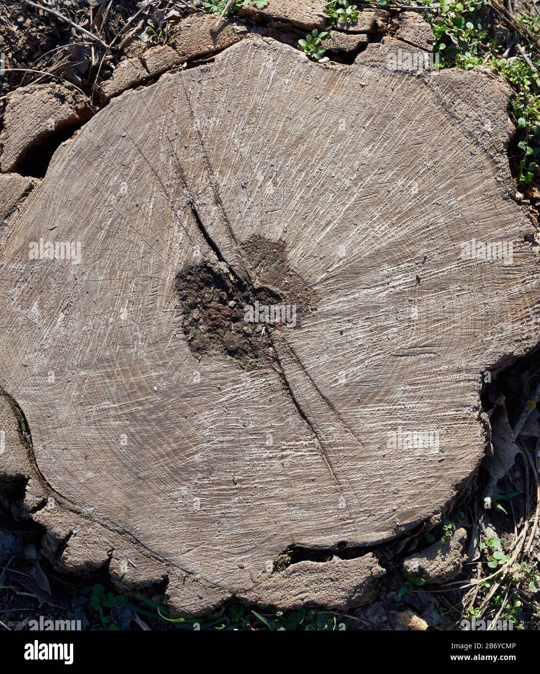 round cut of a tree, top view, close up Stock Photo - Alamy
