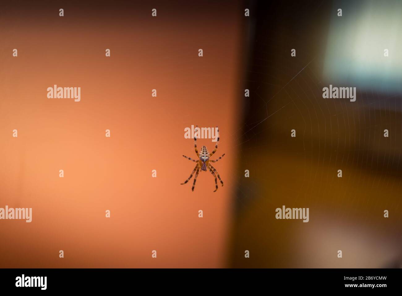Large house spiders hi-res stock photography and images - Alamy