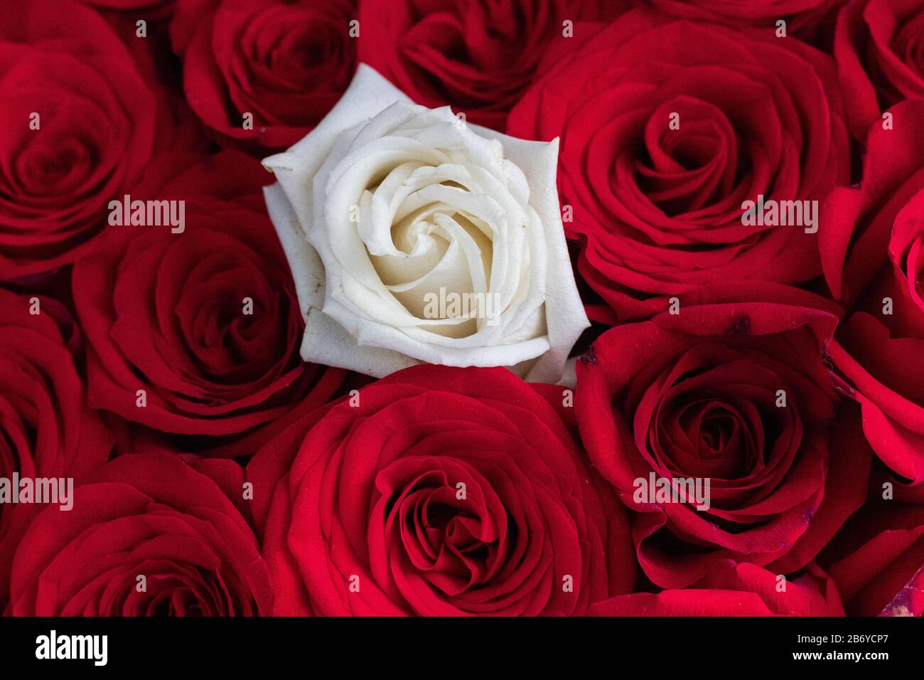 Bouquet of red roses with a single white rose in the center Stock Photo ...