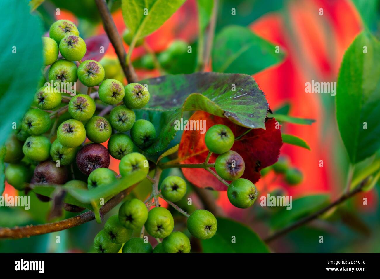 Unripe berry young berry hi-res stock photography and images - Alamy