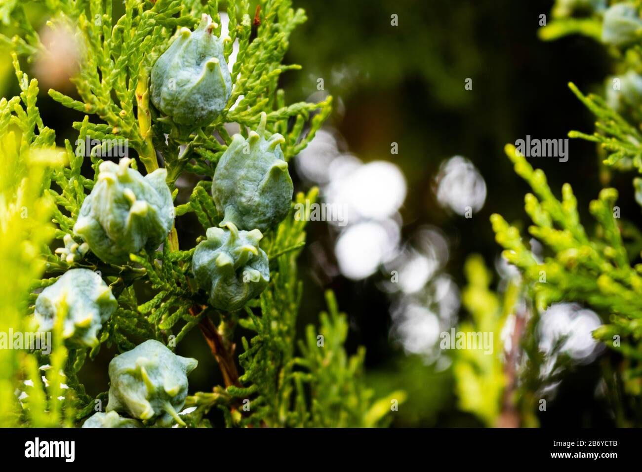 Thuja fruits hi-res stock photography and images - Alamy