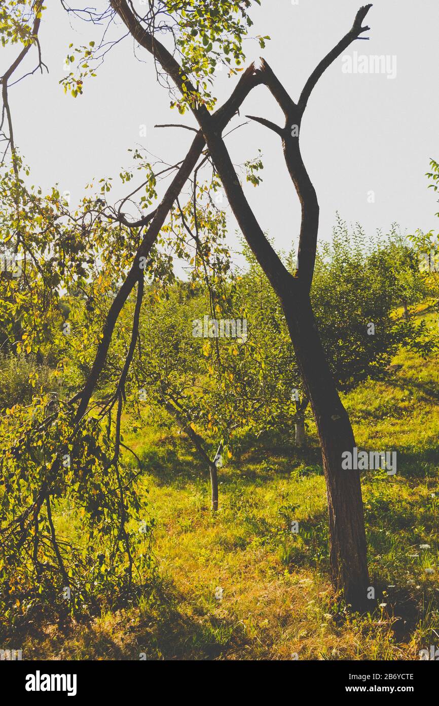 Vintage view of a tall tree with a broken branch with small tree garden ...
