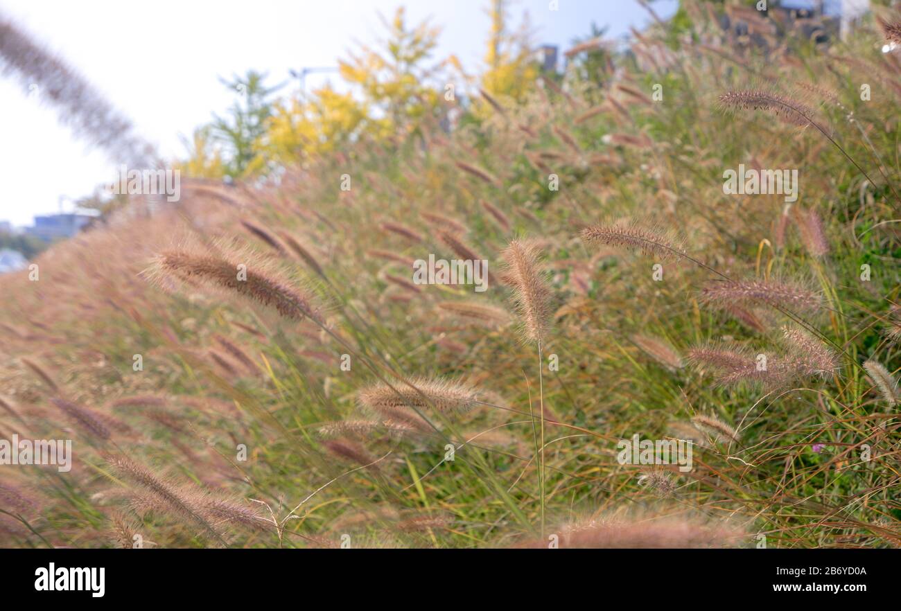 Beautiful reed field with wind Stock Photo - Alamy