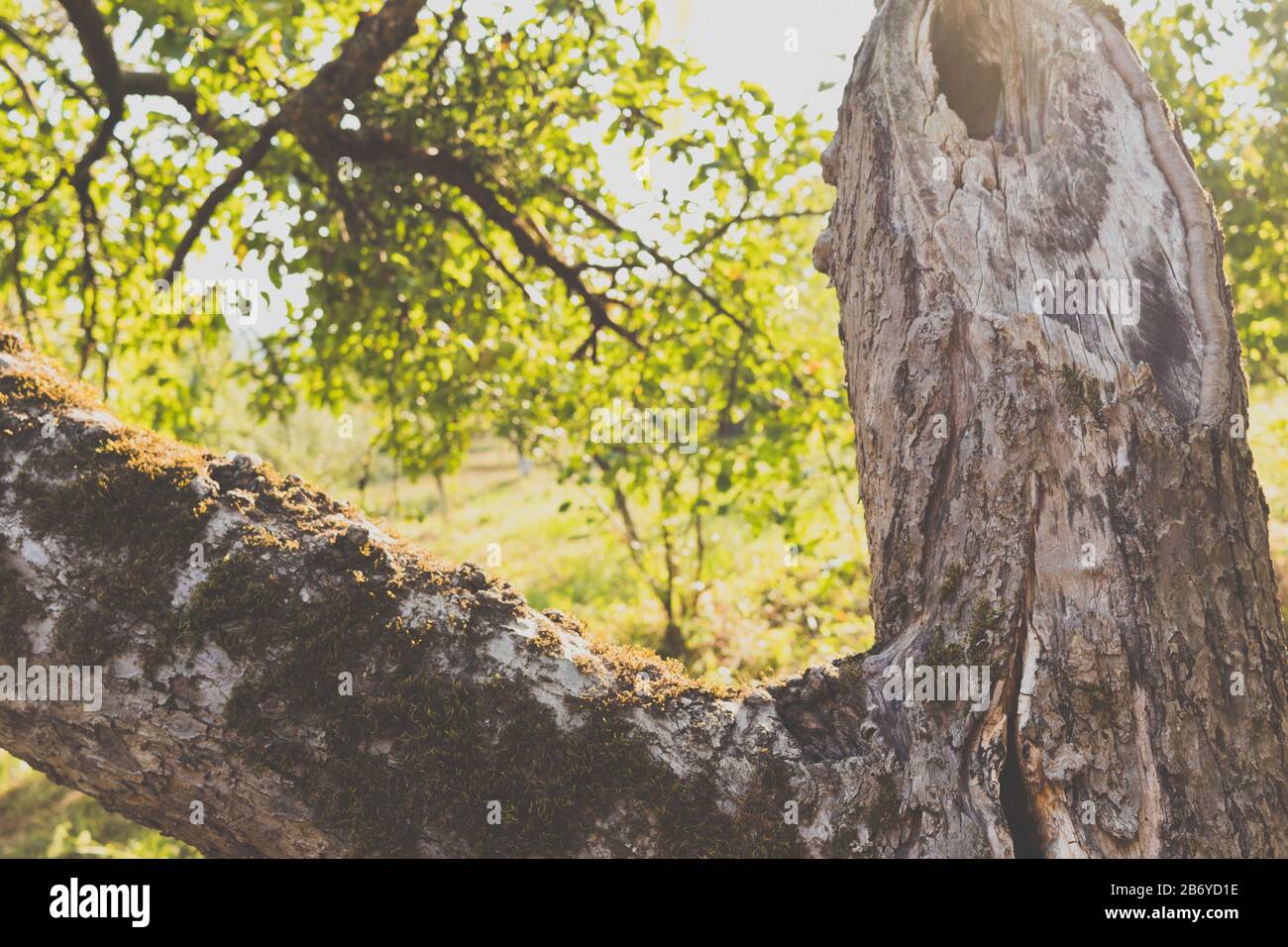 Inside of walnut hi-res stock photography and images - Alamy