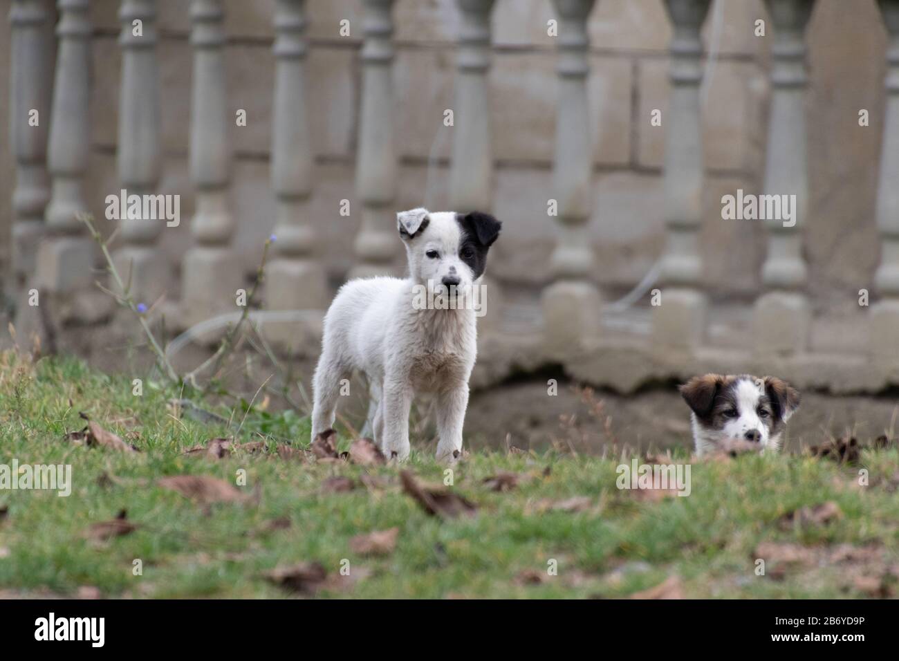 Cute small dogs standing on grass Stock Photo - Alamy