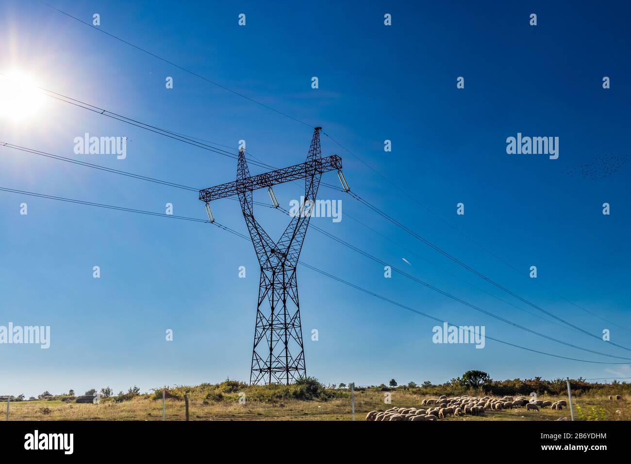 Sun shining above high voltage power lines on power pylons and sheep ...