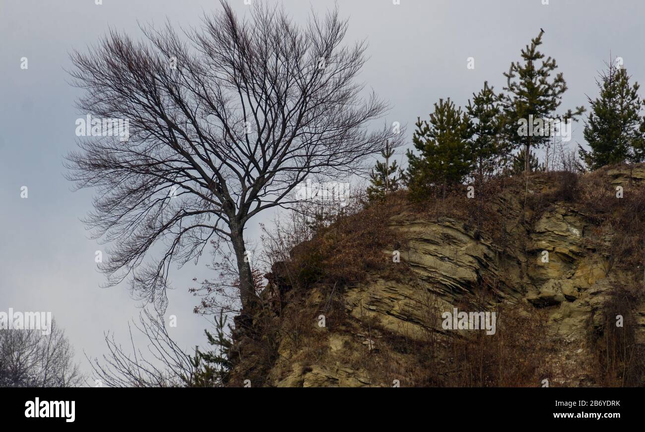 Trees growing on side of mountain hi-res stock photography and images ...