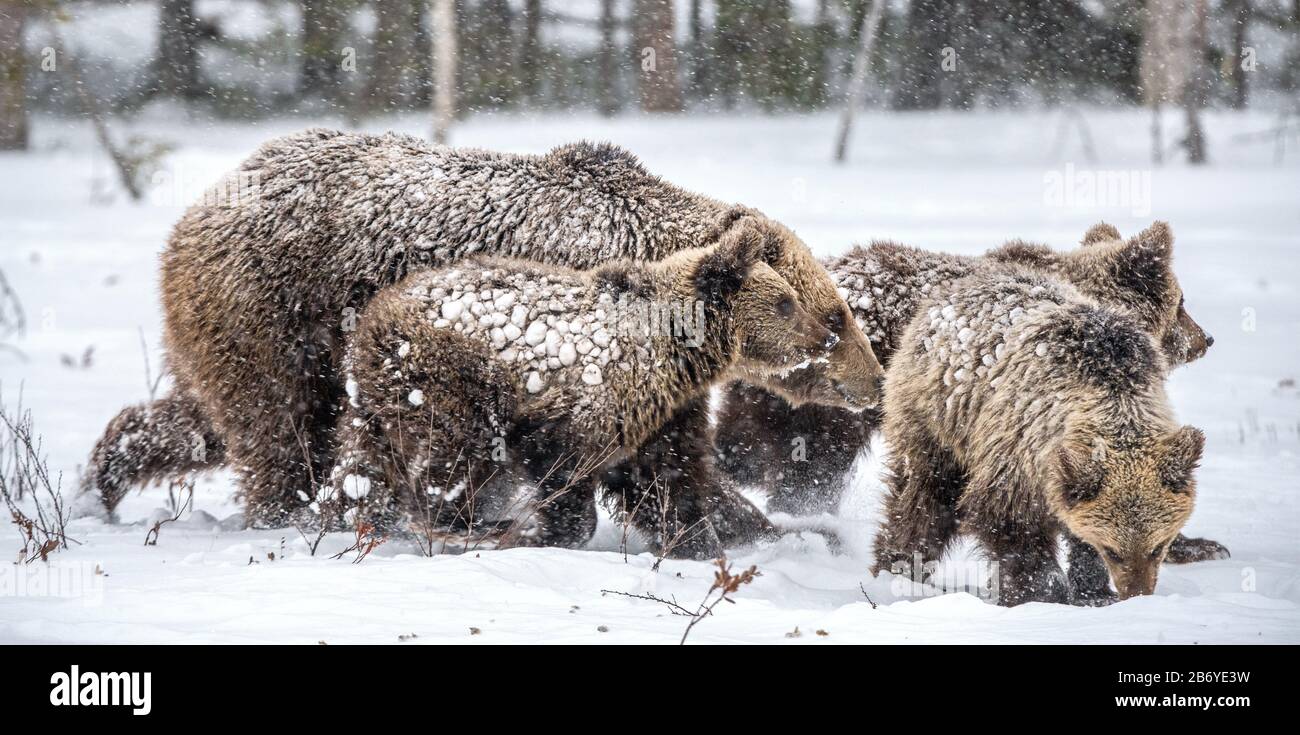 She-Bear and bear cubs on the snow. Brown bears in the winter forest ...