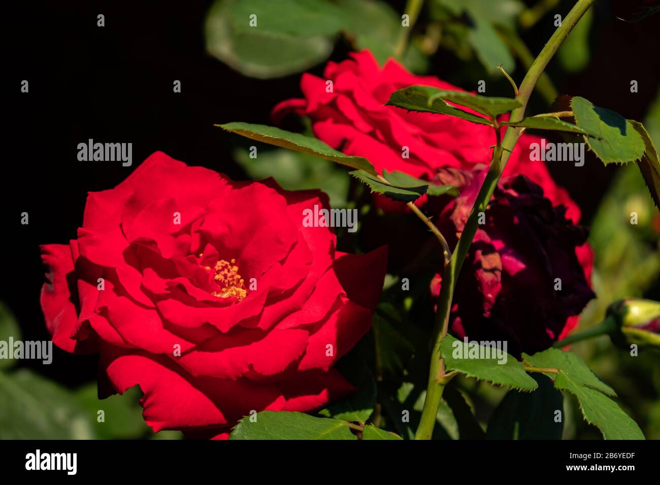 Closeup red roses green leaves hi-res stock photography and images - Alamy