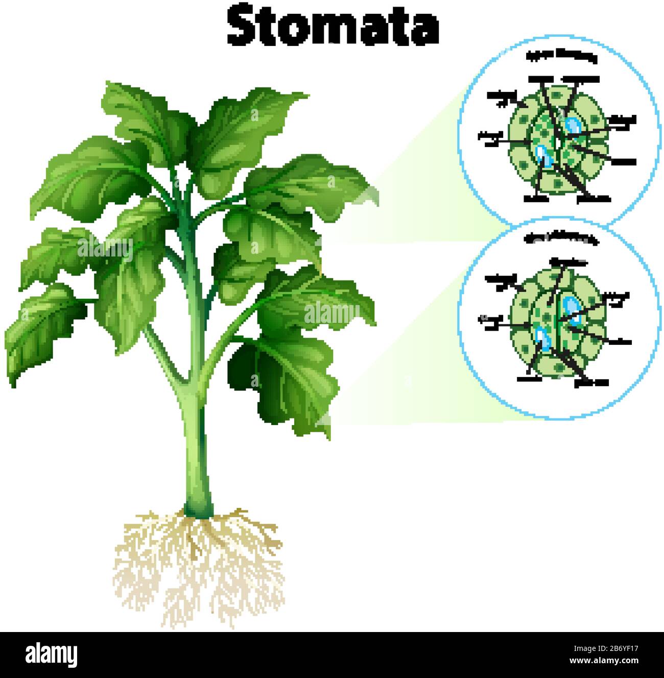 Diagram showing stomata on isolated background illustration Stock ...