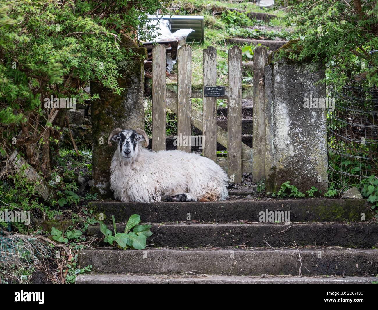 A sheep resting on steps in front of a rustic garden gate. The Isle of ...