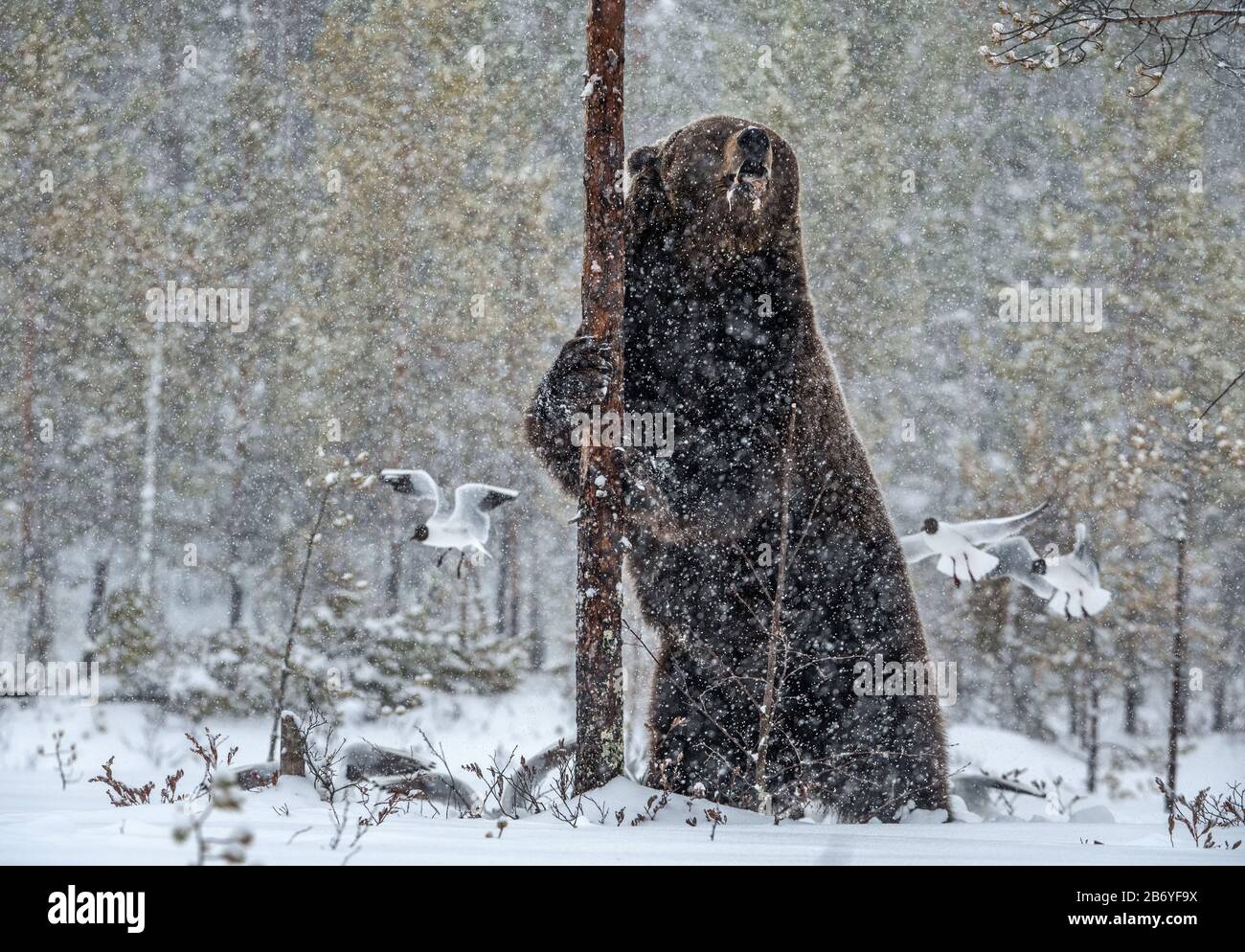 Brown bear standing on his hind legs on the snow in the winter forest ...