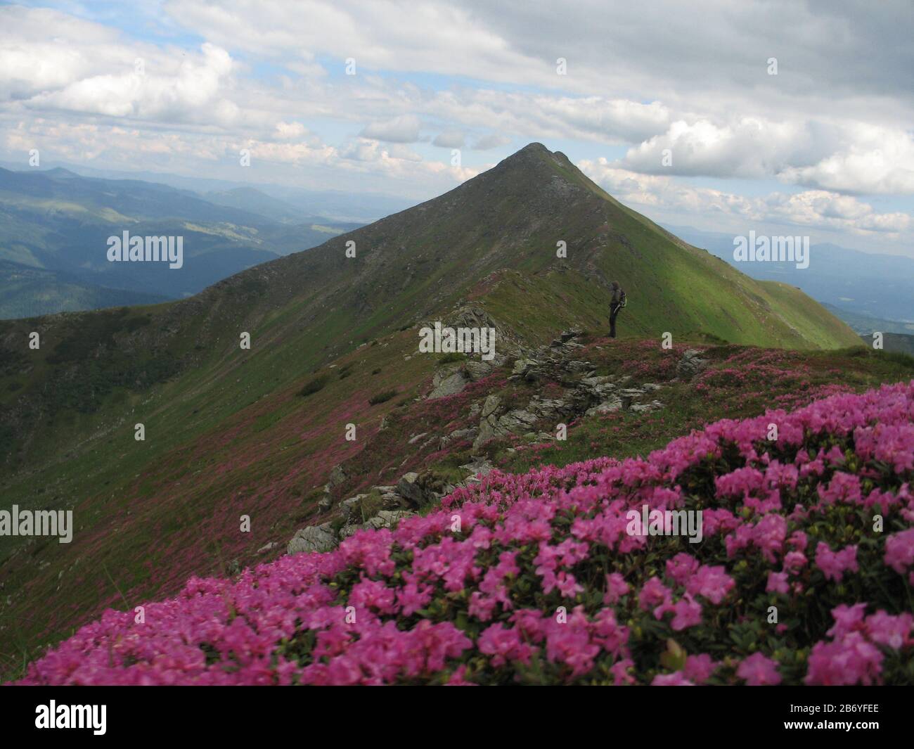 Rhododendron during spring hi-res stock photography and images - Alamy