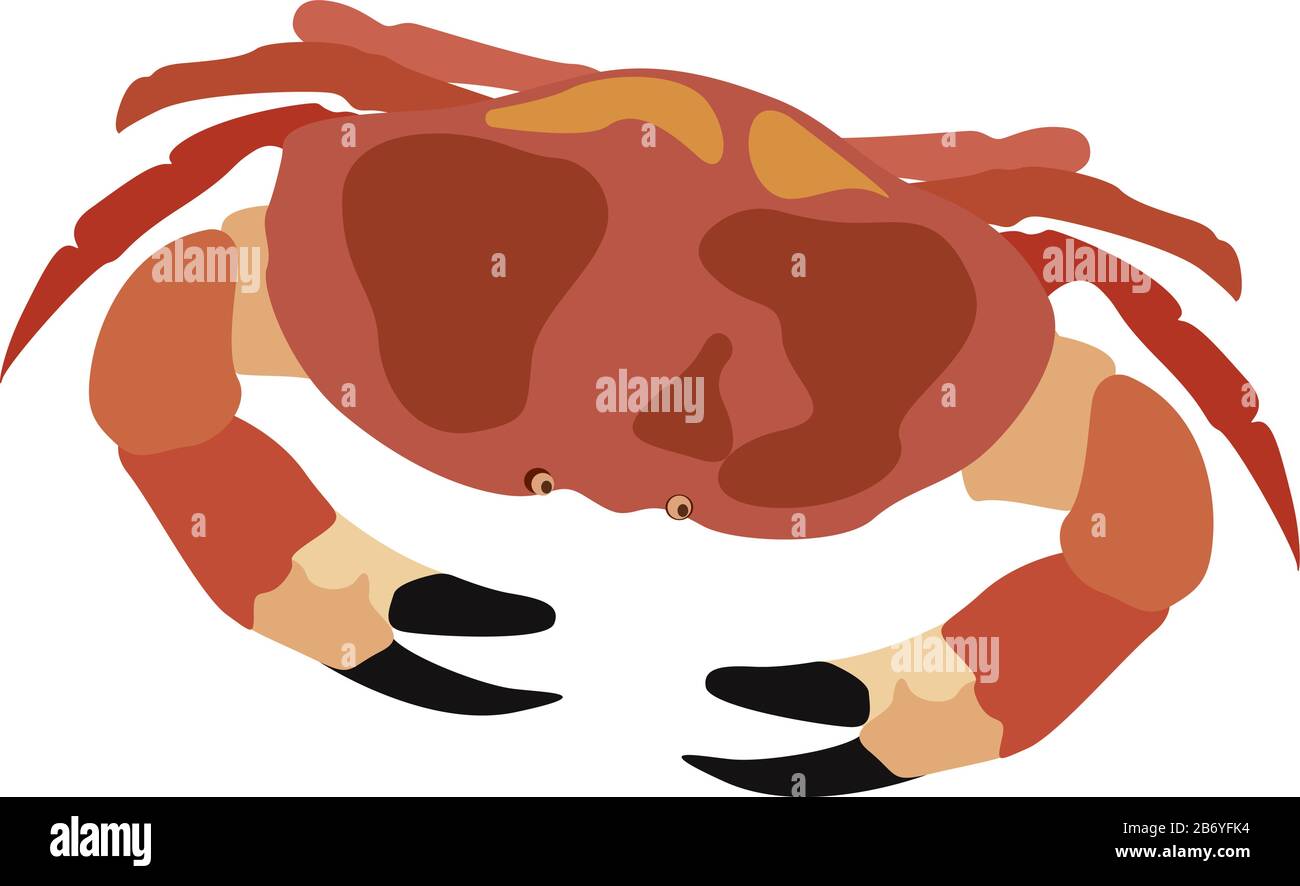 Drawing of a crab, illustration, vector on white background Stock ...