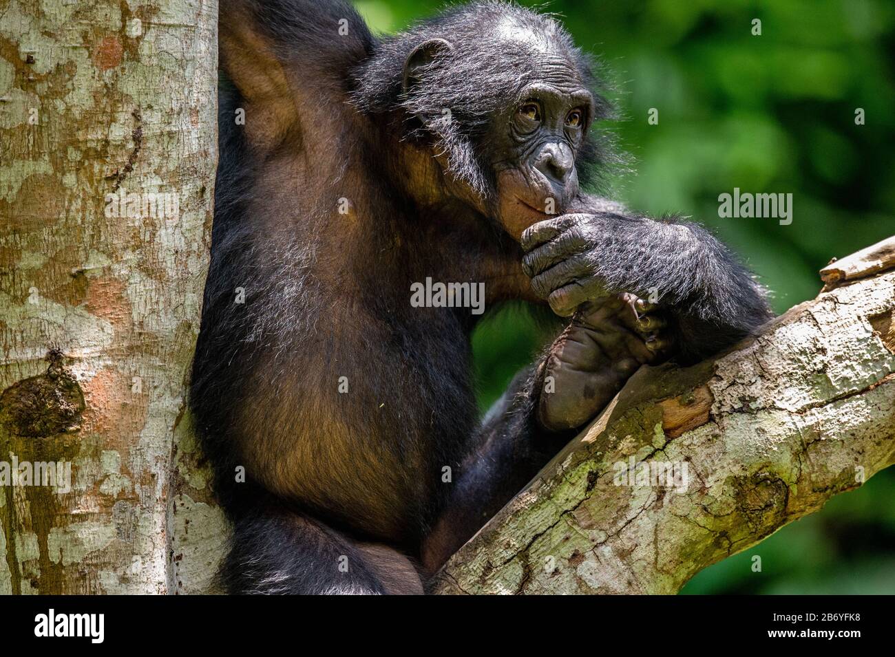 Bonobo on the tree in green jungle. The Bonobo ( Pan paniscus), earlier ...